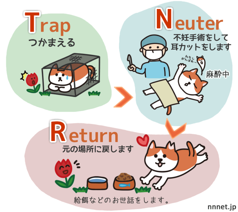 耳カットされている猫とは？TNRを詳しく説明！ | 猫ねこネット -世界ねこ旅や、猫情報-